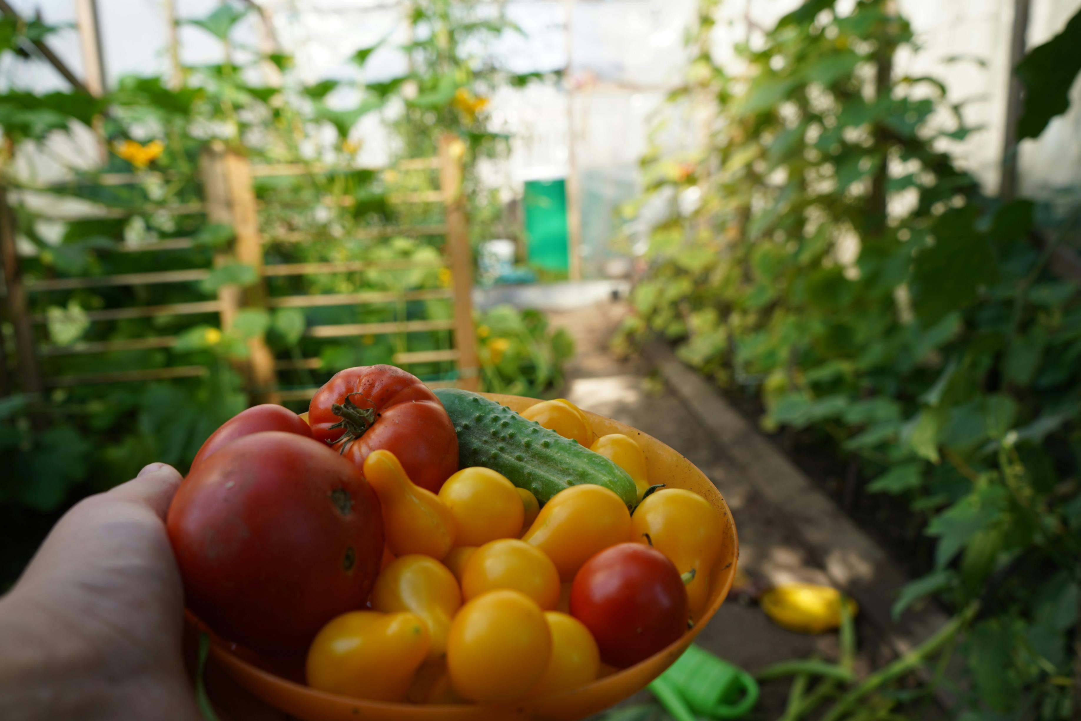 Rooted in Community: How Garden Programs Empower Neighbors and Cities